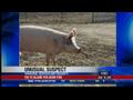 Pig Starts New York Barn Fire | Firehouse