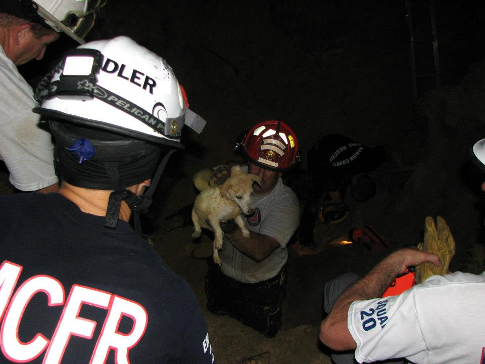 Florida Firefighters Rescue Jack Russell Terrier Trapped in Gopher Hole ...
