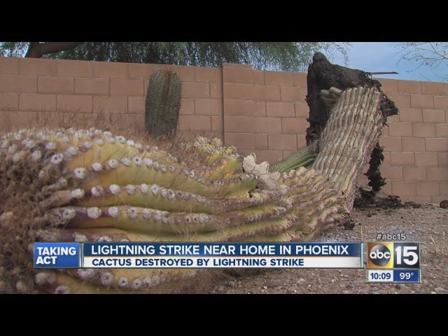 Cactus Hit by Lightning in Az. | Firehouse