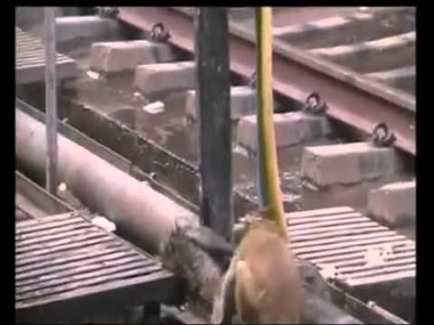 Heroic monkey saves dying mate at a train station in India | Firehouse