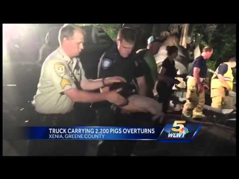 Piglets Killed, Hurt on Highway | Firehouse