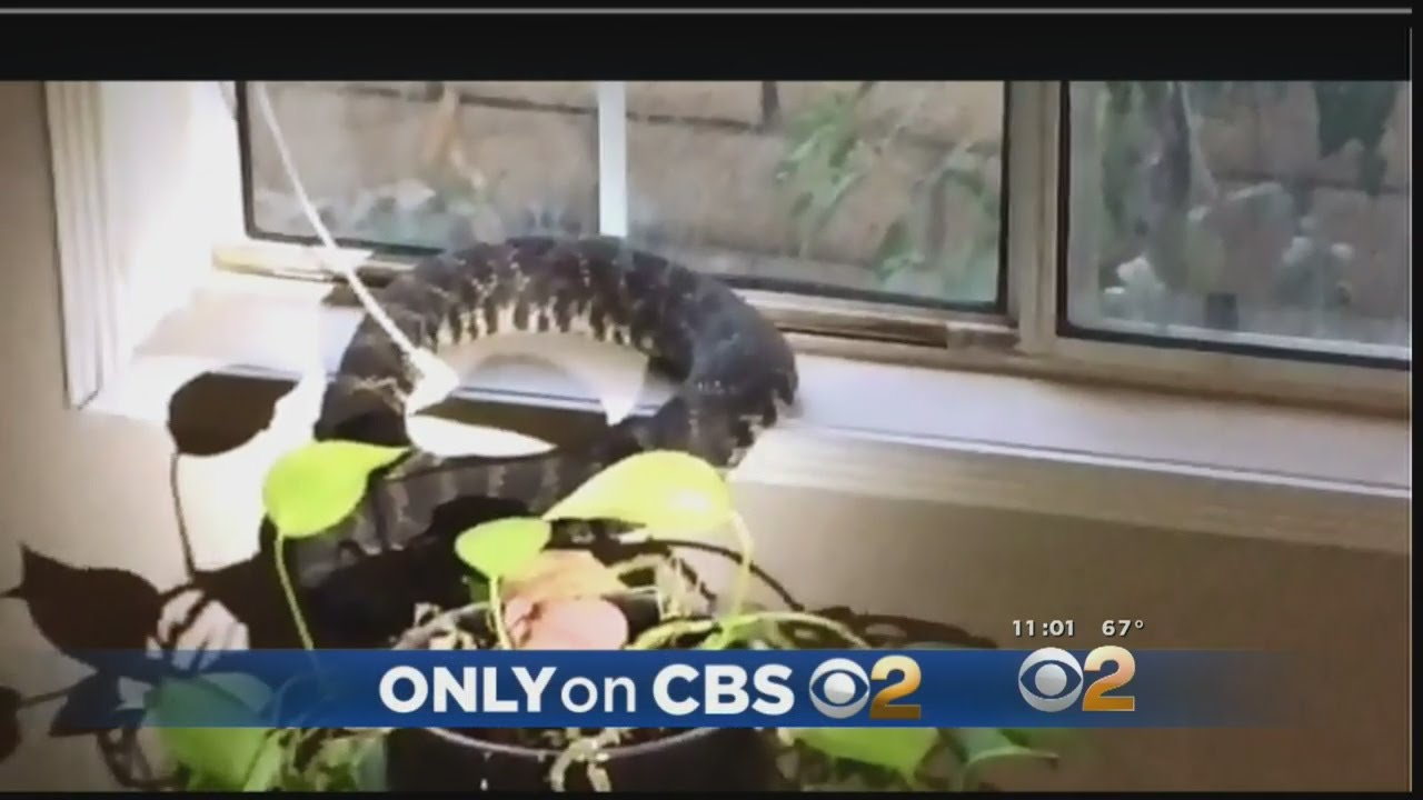 Calif. Firefighters Surprised by Snake's Size | Firehouse