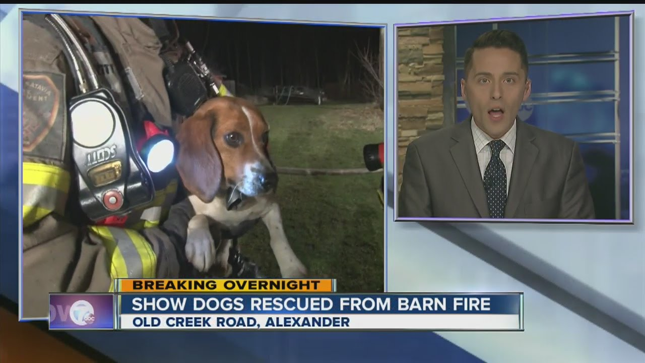 Show Dogs Rescued from barn fire | Firehouse
