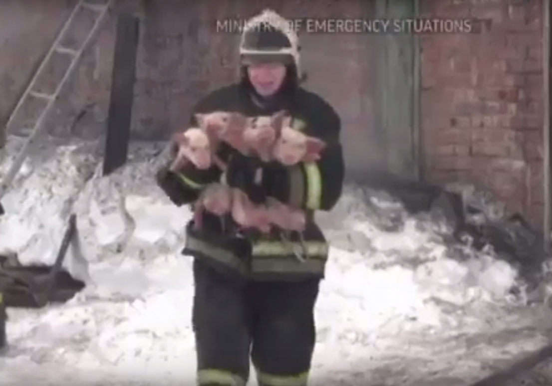 Russian Firefighters Save the Bacon During Farm Fire | Firehouse