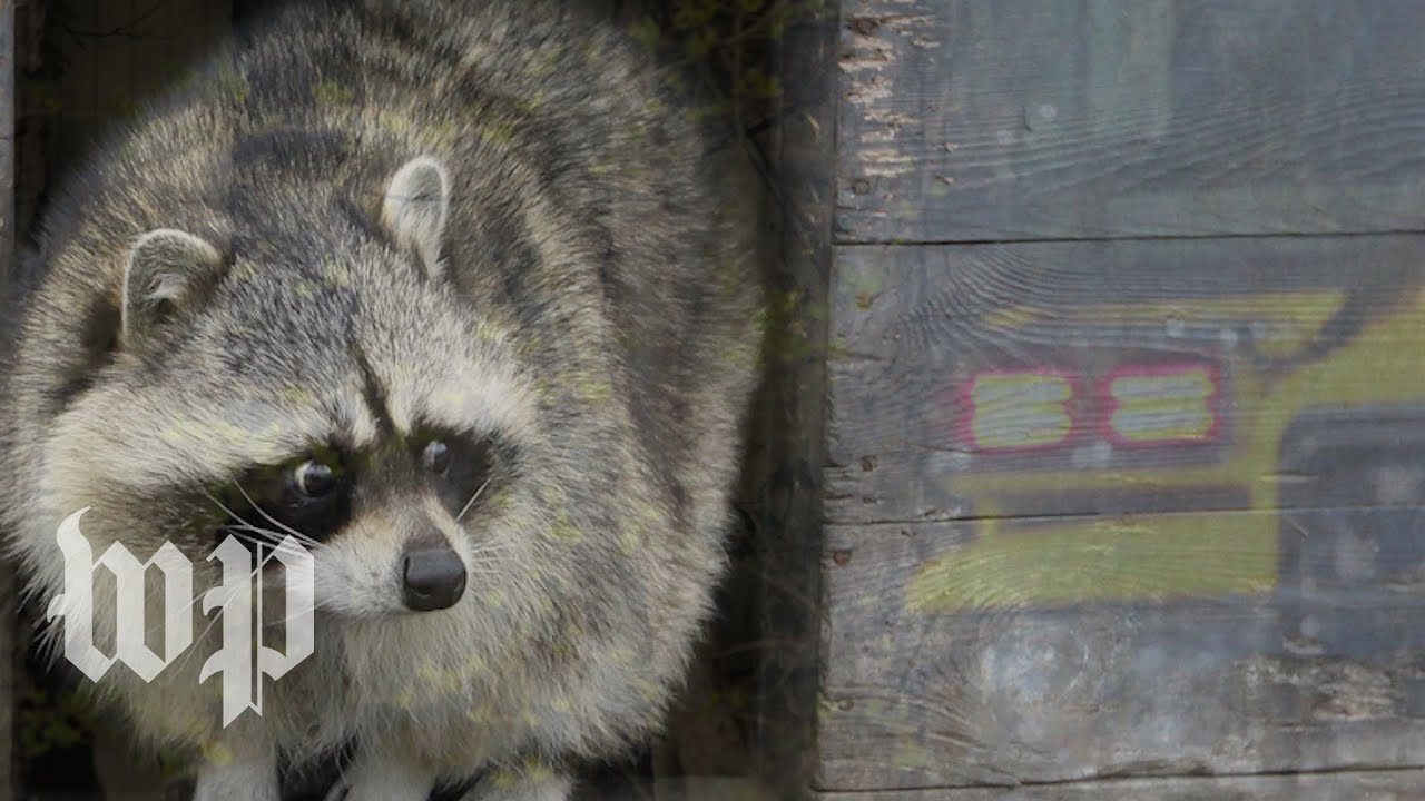 Wayne Township IN Firefighters Stoned Raccoon Marijuana Pot | Firehouse