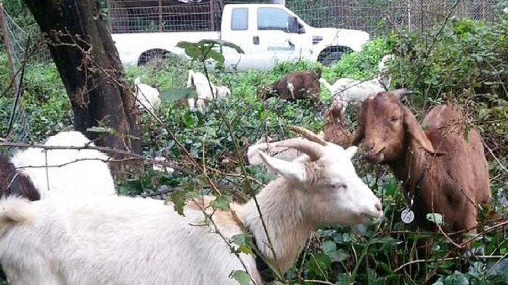 Benicia CA Fire Department Grant Goats Trim Vegetation Firefighters ...