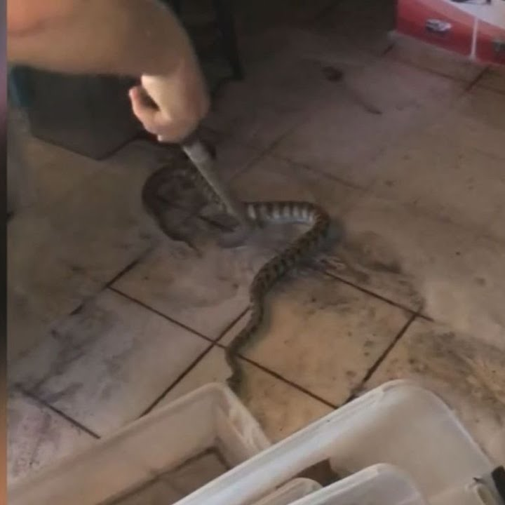 Phoenix Firefighter: Fighting 'Snake House' Fire 'Like a Movie' | Firehouse