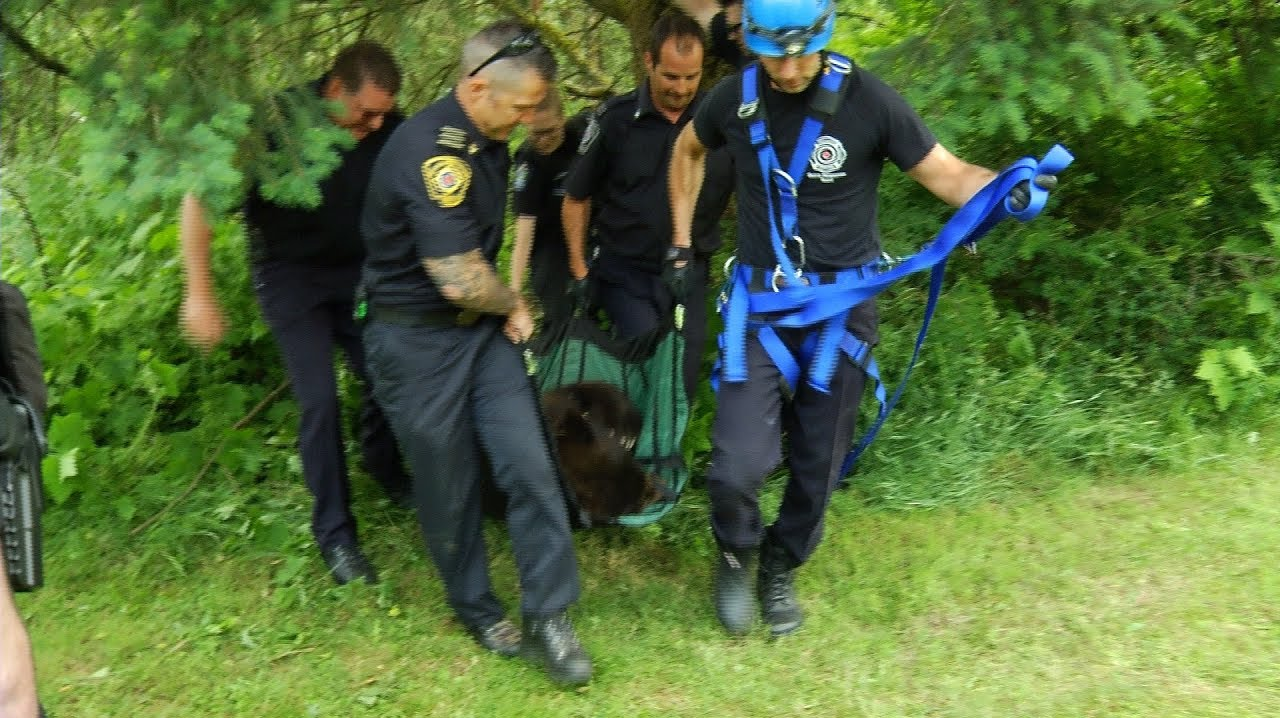Watch Canadian Firefighters Rescue Bear in Tree | Firehouse