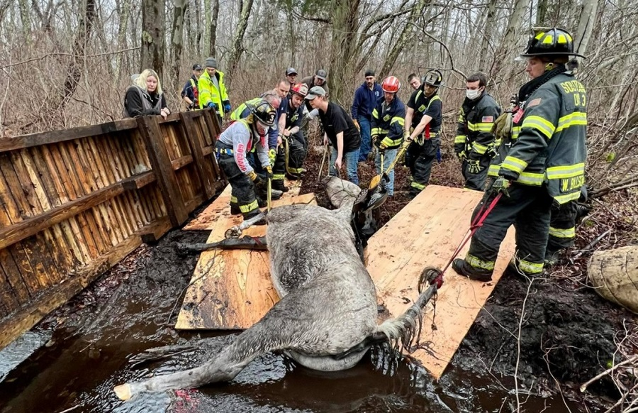 Howell NJ Firefighters Rescue Horse Stuck in a Muddy Stream | Firehouse
