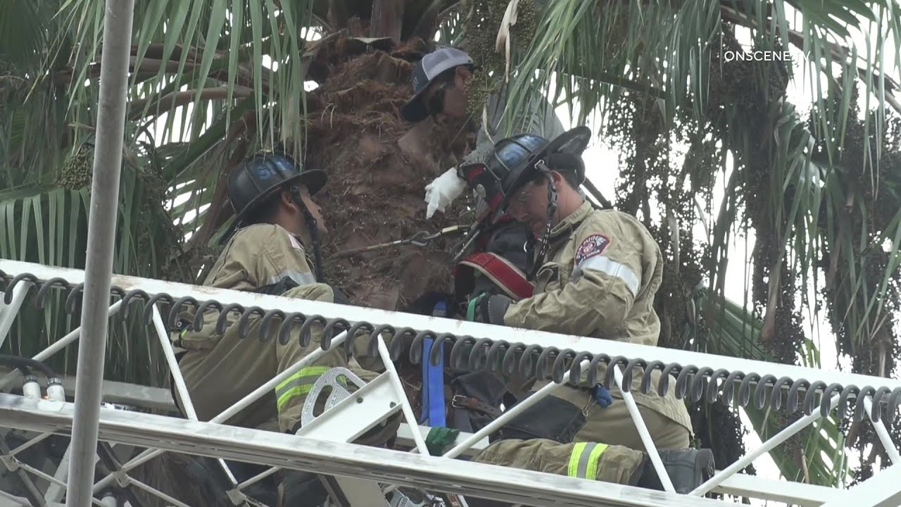 CA FFs Rescue Stuck Tree Trimmer After Chainsaw Slices Hand | Firehouse