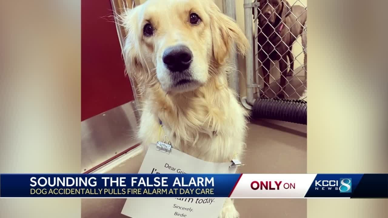 Dog Accidentally Paws Fire Alarm at Grimes, IA Doggie Day Camp | Firehouse