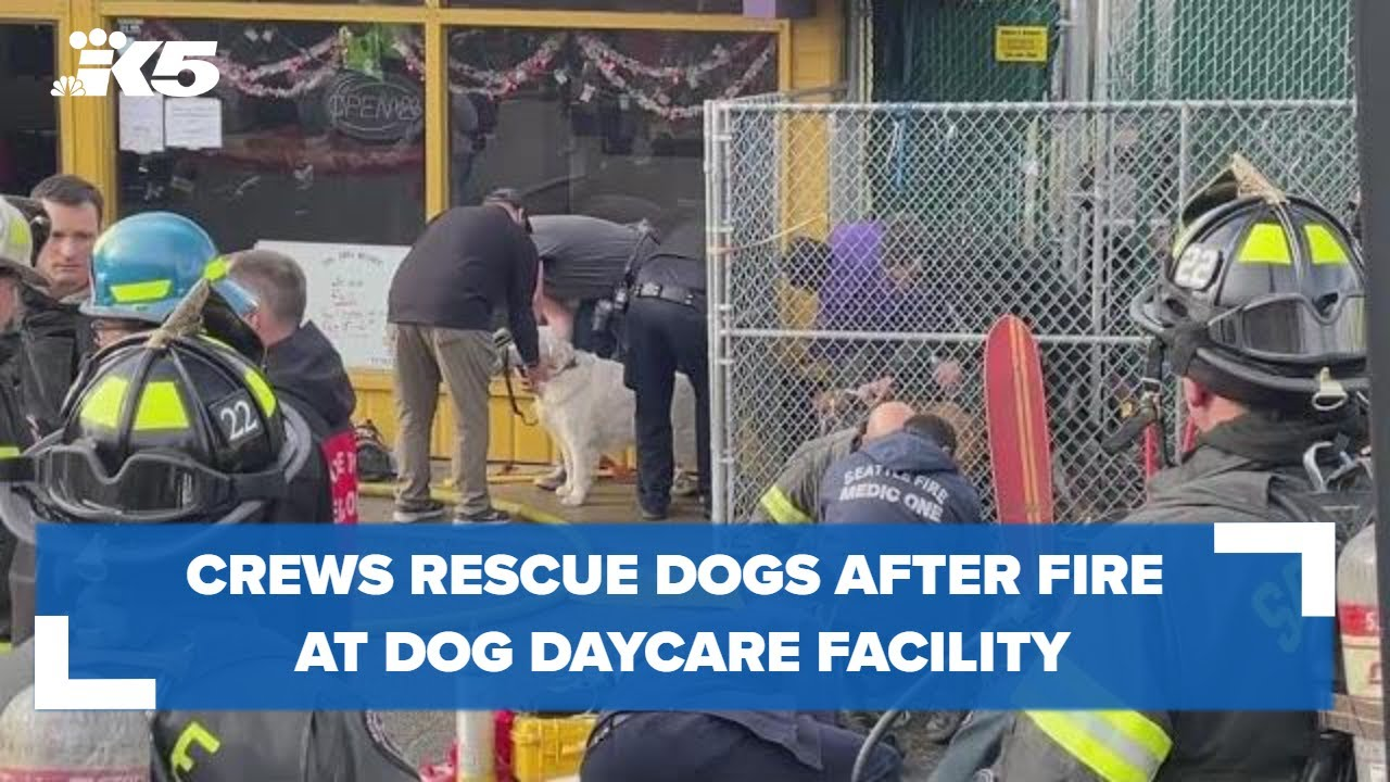 Seattle Firefighters Coral Excited Dogs who Escaped from Doggie Daycare ...