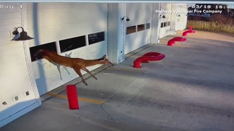 Deer Crashes Bay Window After Racing Through MD Fire Station | Firehouse
