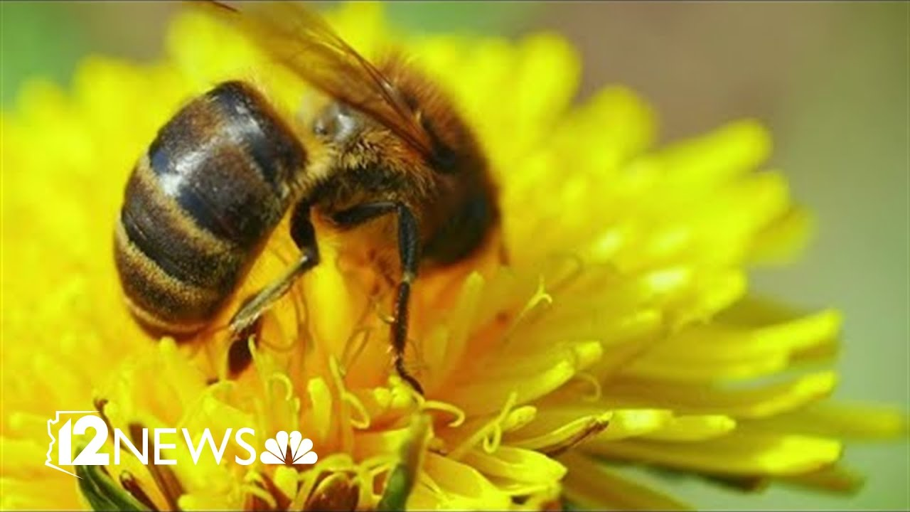 Buckeye Valley Rescue, AZ Firefighters Foam Bees to Rescue Woman Stung ...