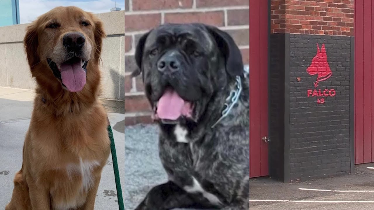 MA K9 Trainer Facing Animal Cruelty Charges is Suspended Burlington, MA ...