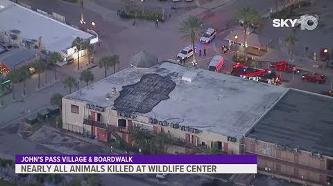 Fire Kills 'Nearly All' Animals at Madeira Beach FL Alligator and ...