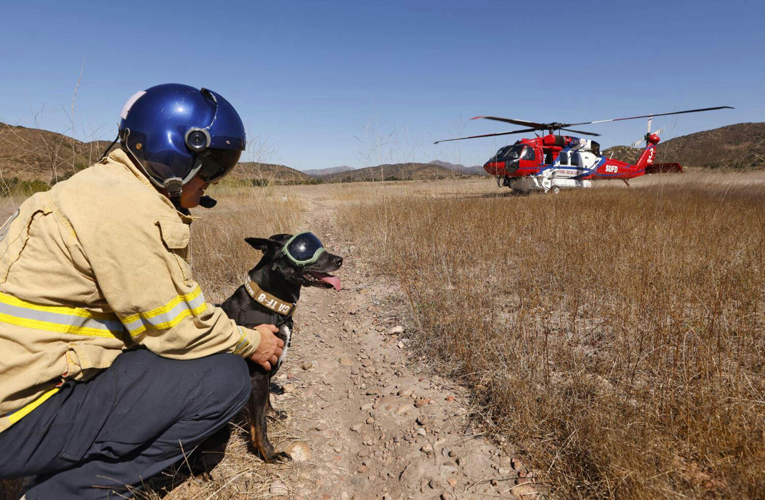 San Diego Fire Rescue Dog Ready to Put Nose to Test | Firehouse